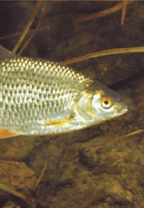 Le Gardon - Musée du Léman