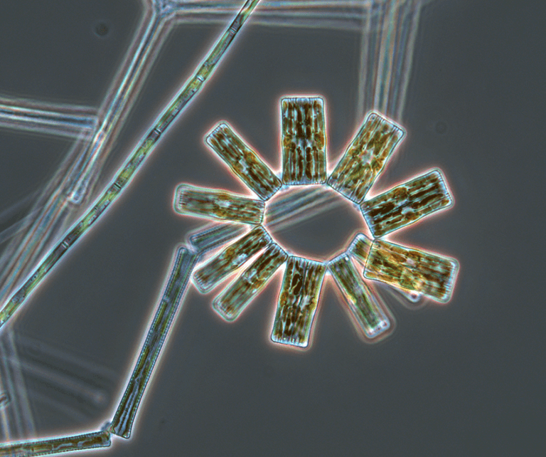 Quelle est la faune et la flore du lac ? - Musée du Léman